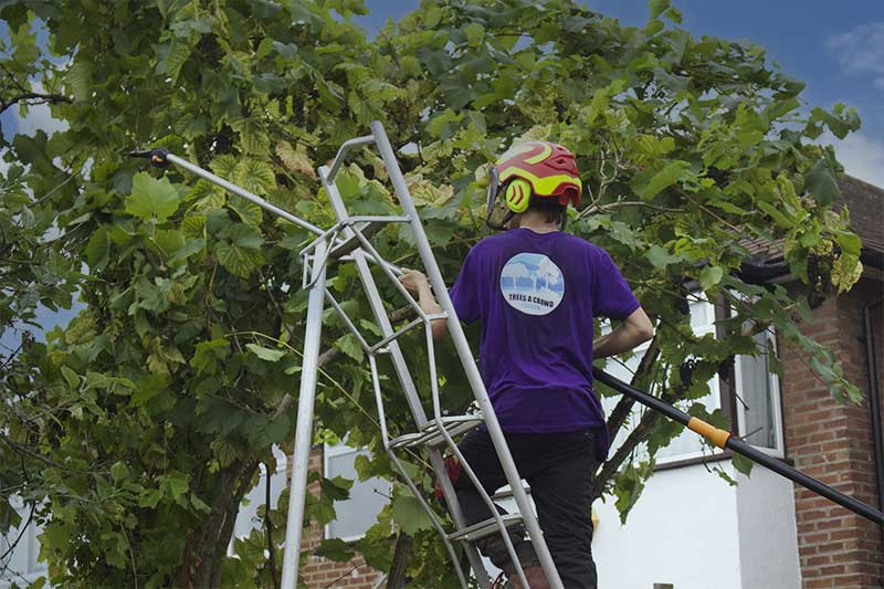 Tree Surgeon Goff’s Oak, Tree Care in Goff’s Oak - Trees a Crowd
